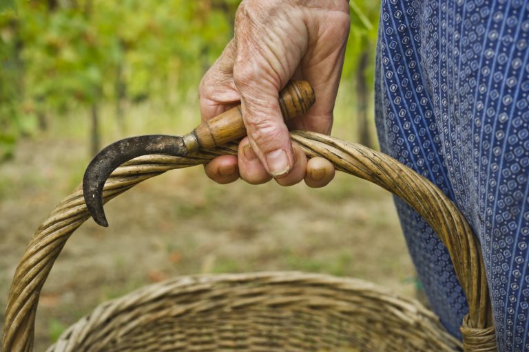 Brda, Gornje Cerovo, Aristeja Princic, trgatev - rebula -6499 ...